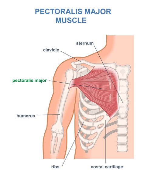 Comprendiendo Los Bloqueos Del Nervio Pectoral Pec En Cirugía