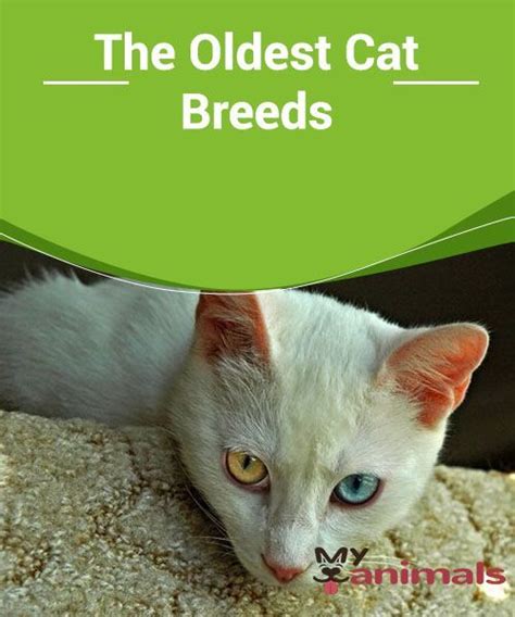 The Oldest Cat Breeds Theres Plenty Of Evidence That Suggests Cats
