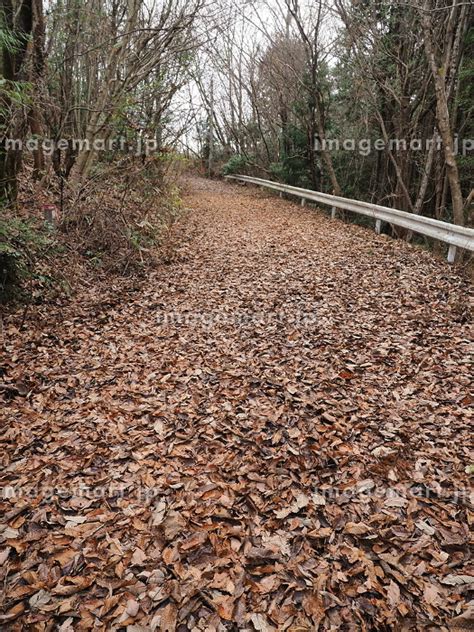 冬枯れの風景 落葉の道路の写真素材 207648683 イメージマート