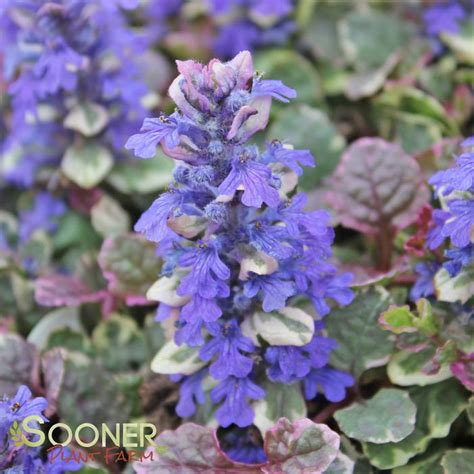 Burgundy Glow Ajuga Sooner Plant Farm