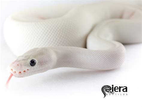 Morph List World Of Ball Pythons