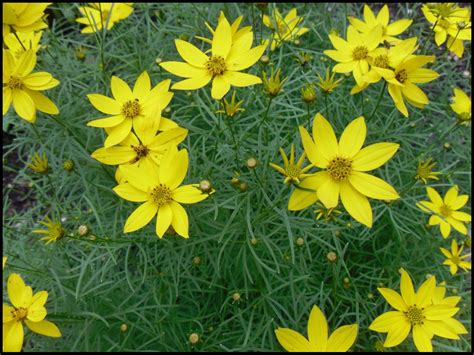 Zagreb Coreopsis Hinsdale Nurseries