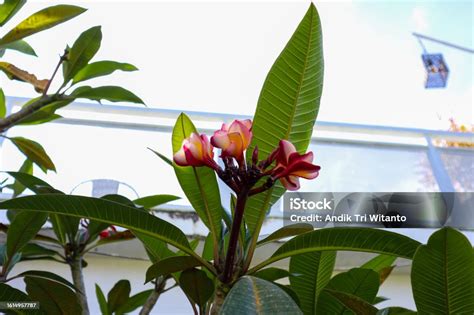 인도네시아의 핑크 프랜지파니 또는 플루메리아 꽃 또는 붕가 캄보자 0명에 대한 스톡 사진 및 기타 이미지 0명 개화기 공원 Istock