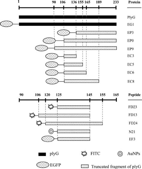 Schematic Positions Of The Truncated Proteins And Synthetic Peptides Download Scientific Diagram
