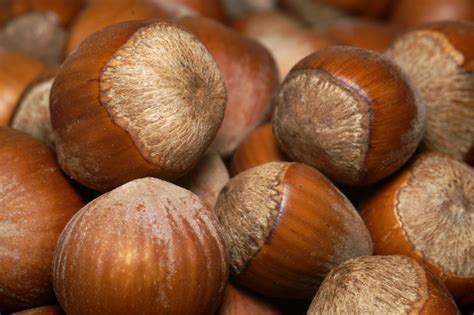 DIY Macro Flash Diffuser Dyxum Page 1