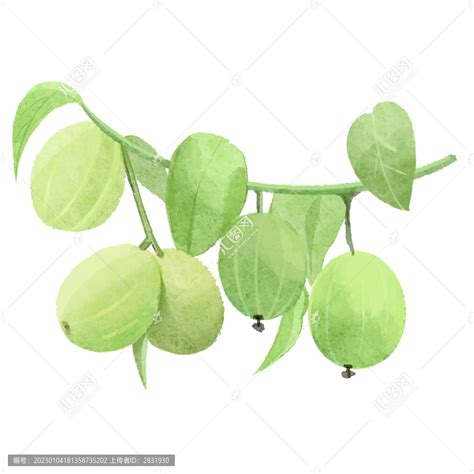 水彩树上的罗汉果 植物花草 设计素材 设计模板 汇图网www huitu