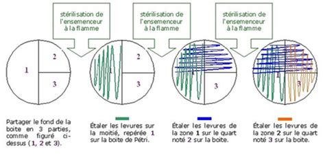 Module 6 Antibiograme Et Antibiorésistance Flashcards Quizlet