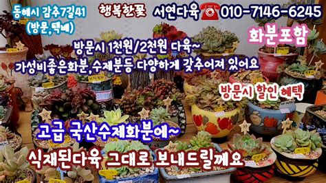 동해시 서연다육🍁고급 수제분에 식재된다육화분선물🍁그대로 키우세요🍁방문하시면 할인혜택🍁방문시 1천원 2천원국민다육 준비succulents Plant 多肉植物 Youtube
