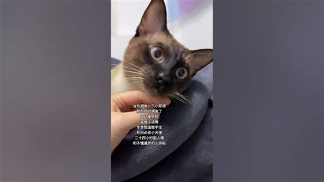 冬天搂着小暹罗不知道有多幸福！ 暹罗猫 逻辑猫 我和我的猫 它真的好像个小宝宝 Youtube