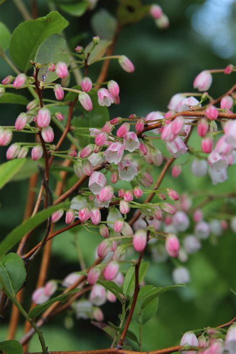 Zenobia Pulverulenta ‘raspberry Ripple Pan Global Plants