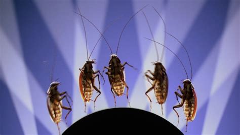 This Bizarro Mtv Short Film Was Turned Into The Networks First Movie