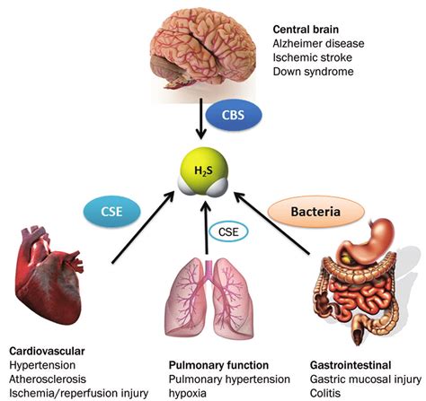 Schematic Of The Involvement Of H 2 S In Various Physiological And Download Scientific Diagram