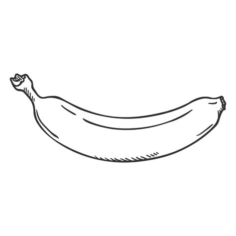 Premium Vector Vector Single Sketch Banana