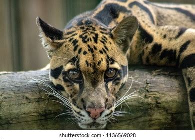 Adult Clouded Leopard Stock Photo 1136569028 Shutterstock