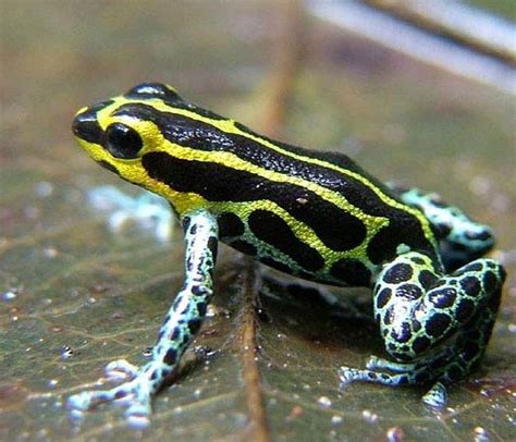 Abhinav Abhinav Lyqdt Roboflow Universe