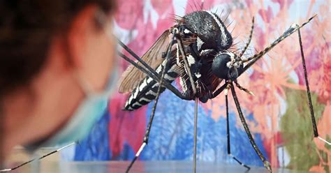 ¿los Virus Pueden Infectar A Otros Virus Infobae