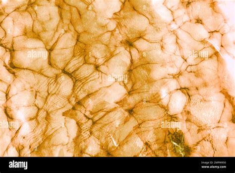 Unusual Textures The Background Is Magical Abstract Non Existent
