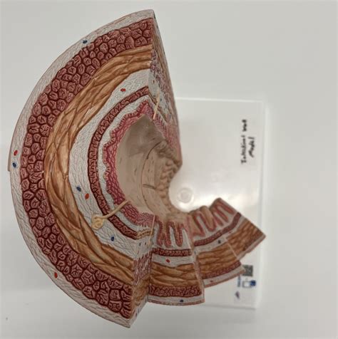 Intestinal Wall Model Diagram Quizlet