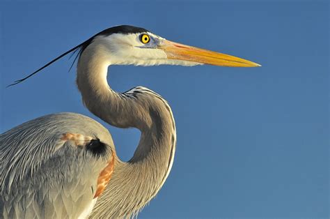 フリー画像 動物写真 鳥類 野鳥 鷺 サギ 画像素材なら無料フリー写真素材のフリーフォト