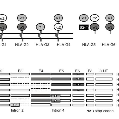 Schematic Representation Of Hla G Isoform Transcripts And Proteins Download Scientific Diagram