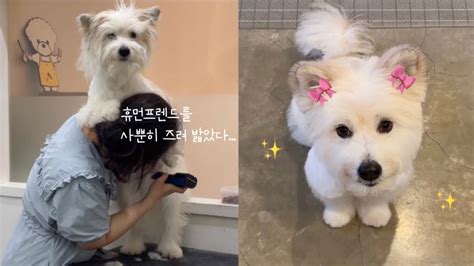 털쟁이 강아지의 여름 준비 집사 브이로그⛱️ 자외선 차단 해충방지 옷 올인원 우비 하울부터 카카오펫택시 타고 미용하러 간
