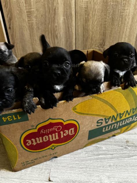 Френски булдог Булдог 1 месеца Мъжко Женско Черни светлокафяви и тъмнокафяви Чистокръвно