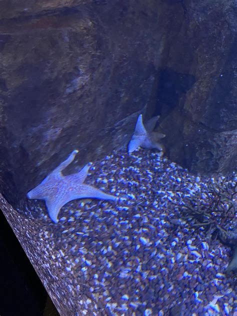 Aquarium Dataset Object Detection Dataset And Pre Trained Model By