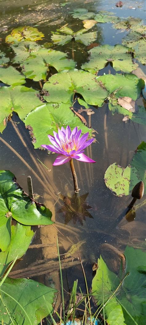 တွေ့ဆုံဖို့ အရောက်လာခဲ့တာပါ။ ဓာတ္ပံု ႐ွဳခင္းလွလွ