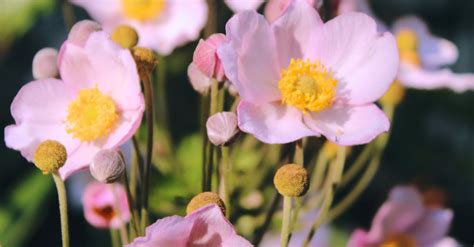 집 밖의 경치 계절의 꽃 꽃 꽃무늬 꽃이 피는 꽃잎 다년생 다채로운 뒤뜰 밝은 밝은 색 분홍색 꽃 선명한 성장 소프트 포커스 수직 쐈어 식물