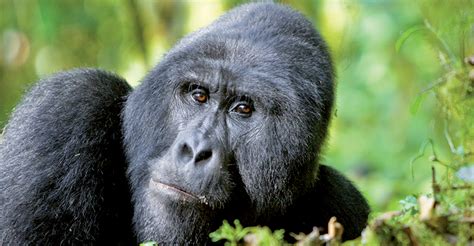 Gorillas In Africa I Explore Africa