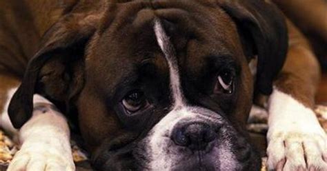 Bị bắt vì sex với cún cưng