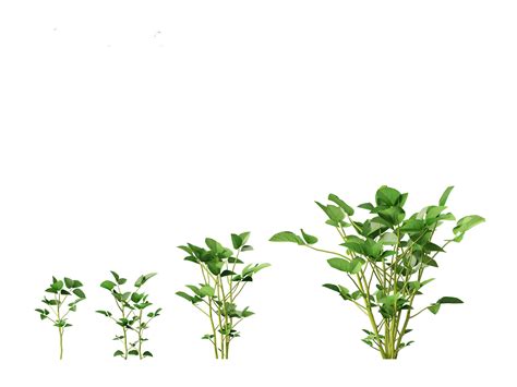 Glycine Max Soybean 3d Model By 3dgardenplants