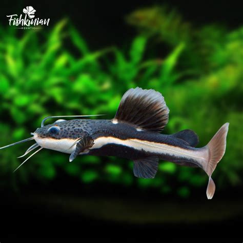 Jual Red Tail Catfish Shopee Indonesia