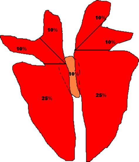 Simplified Lung Scheme Dorsal As Standardized Evaluating Base For Download Scientific Diagram
