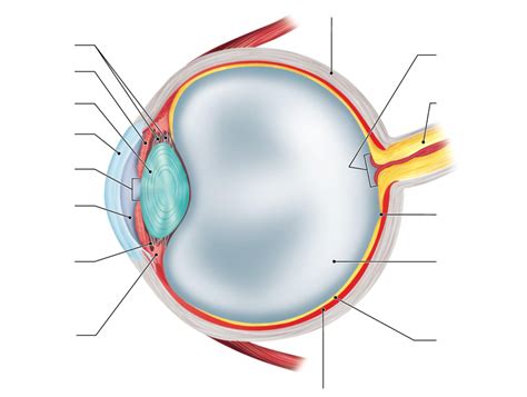Eye Diagram Diagram Quizlet