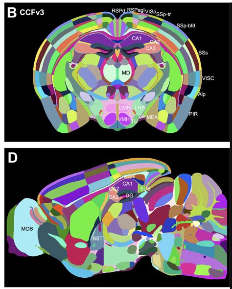 Common Coordinate Framework — Swdb 2024 Data Book