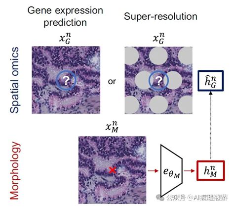 Ai病理文摘 Nature Communications综述：病理ai视角下的hande形态学与空间转录组邂逅 知乎