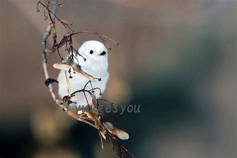 雪の妖精9 比企丘陵の自然