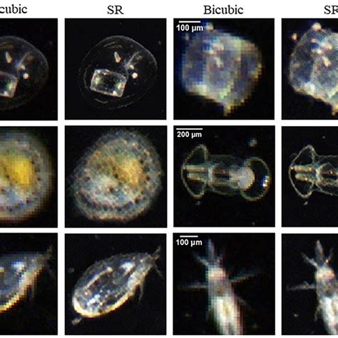 Visual Comparison Of The Sr Results Of The Edsr Model Trained By The Download Scientific