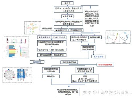 单细胞 空间转录组测序在类器官研究中的研究思路 知乎