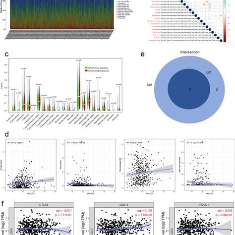 immune cell infiltration in squamous lung cancer and correlation