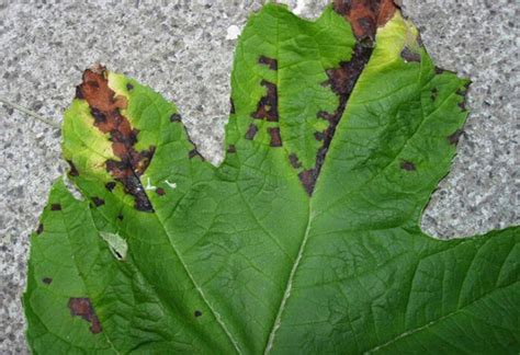 Common Hydrangea Pests And Diseases Identification Prevention And