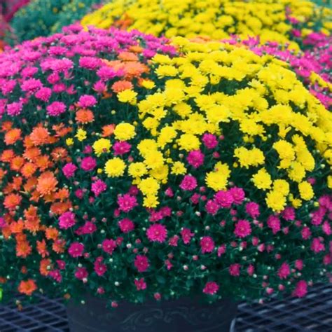 Mum Believable Tricolor Fiddleheads Garden Center