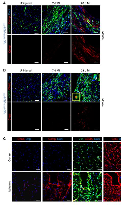 Representative Mouse And Human Heart IHC Of Selected Proteins Download Scientific Diagram