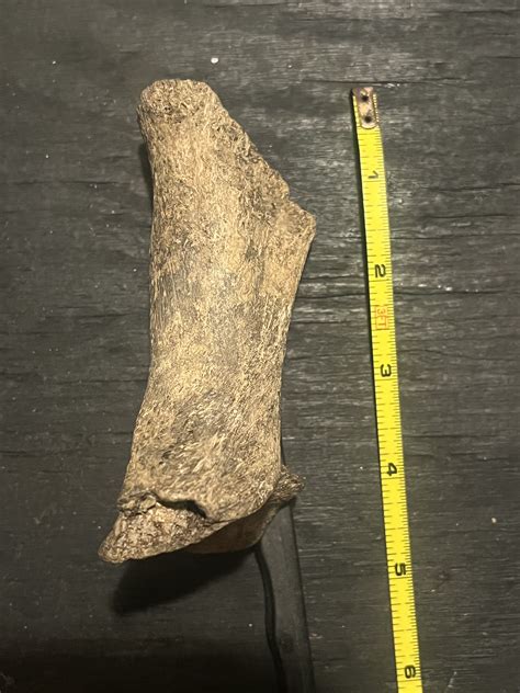 Fossilized Bone Identification Fossil ID The Fossil Forum