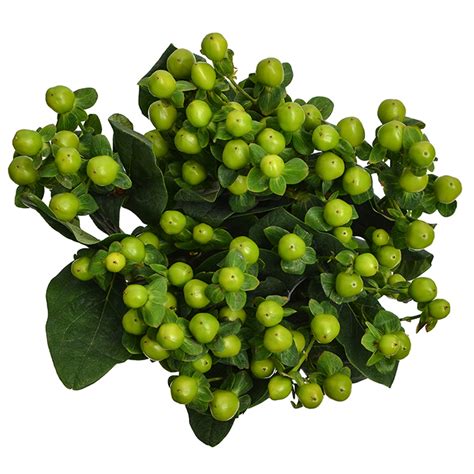 Hypericum Green My Flower Planner