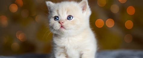 Храна за котета 🐈 | PetStation