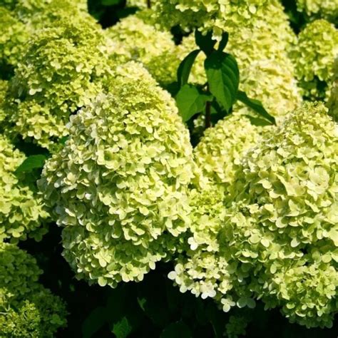 Гортензия Мохито купить саженцы из питомника