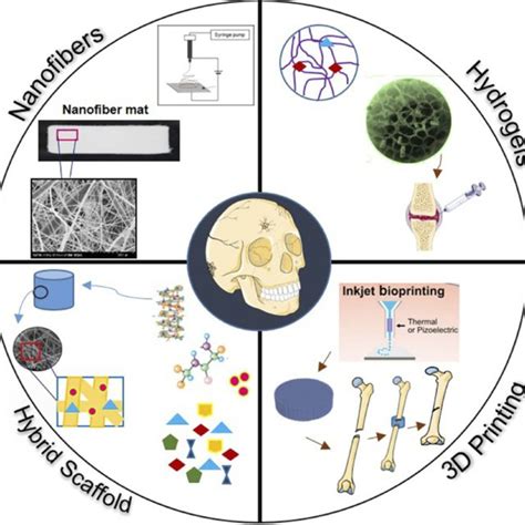 In Vivo Evaluation Of A 3d Printed Pcl Scaffold For Bone Regeneration