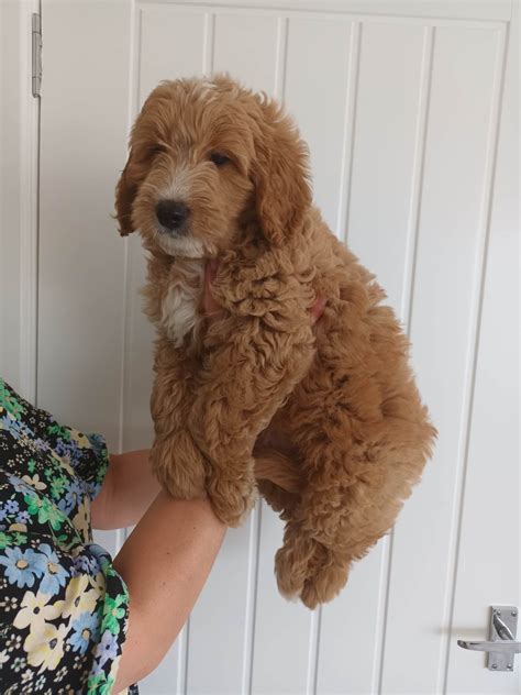 Puppies Available Scottish Borders — Camenbeck Kennels